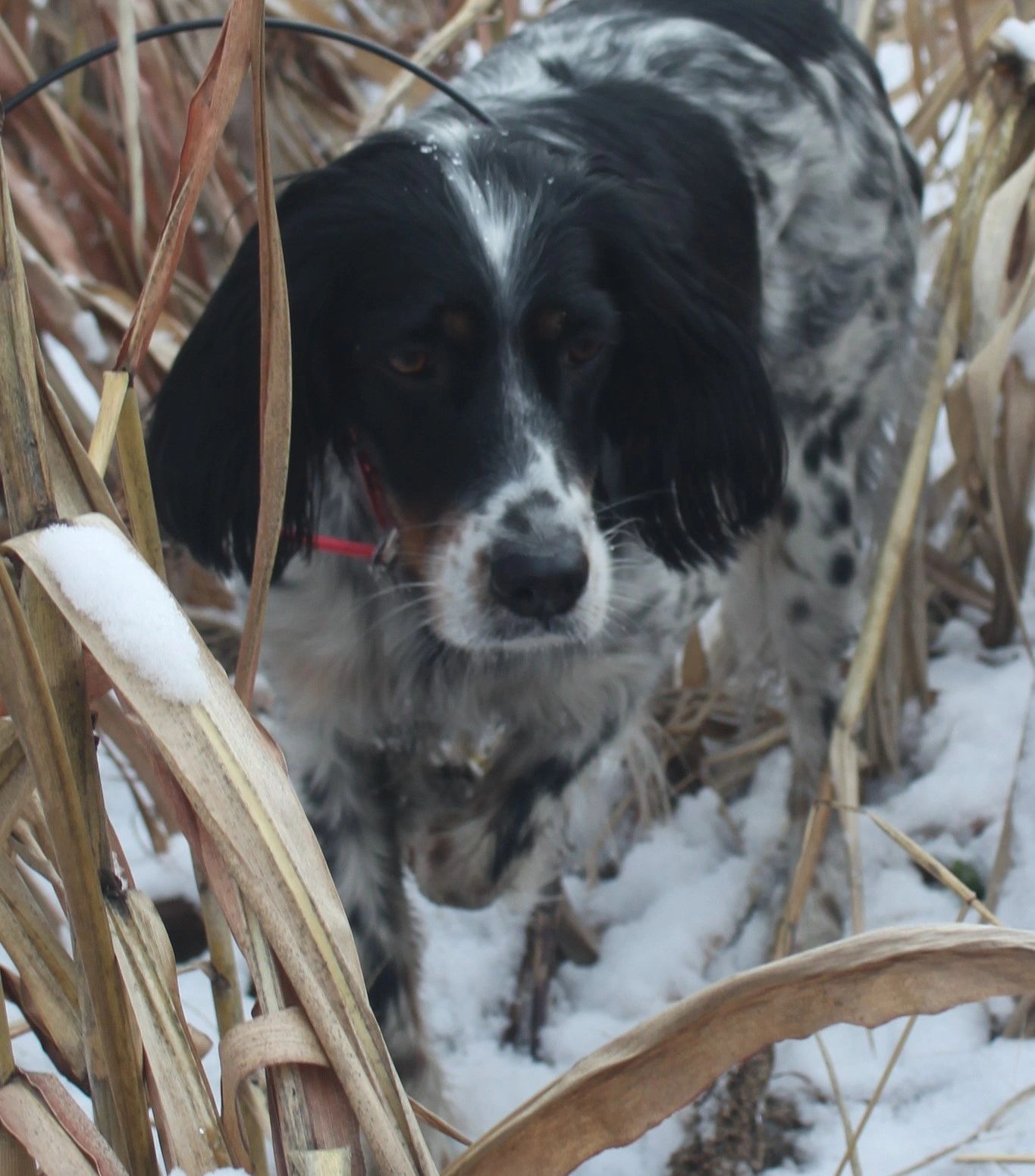 Quality Llewellin Setters in Michigan for Upland Bird Hunting