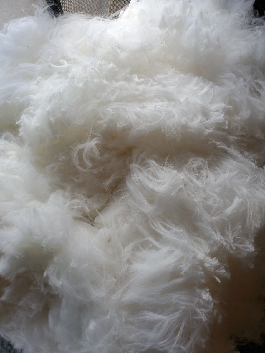 Angora