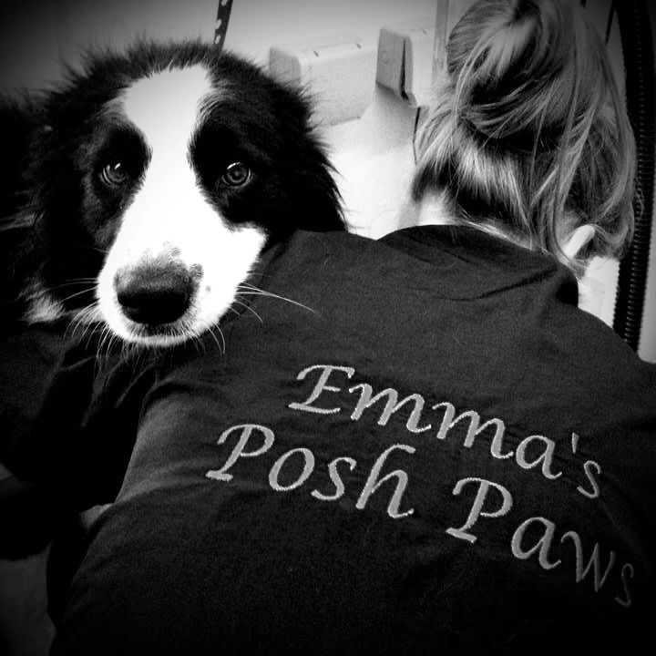 Services And Pricing | Posh Paws by Emma