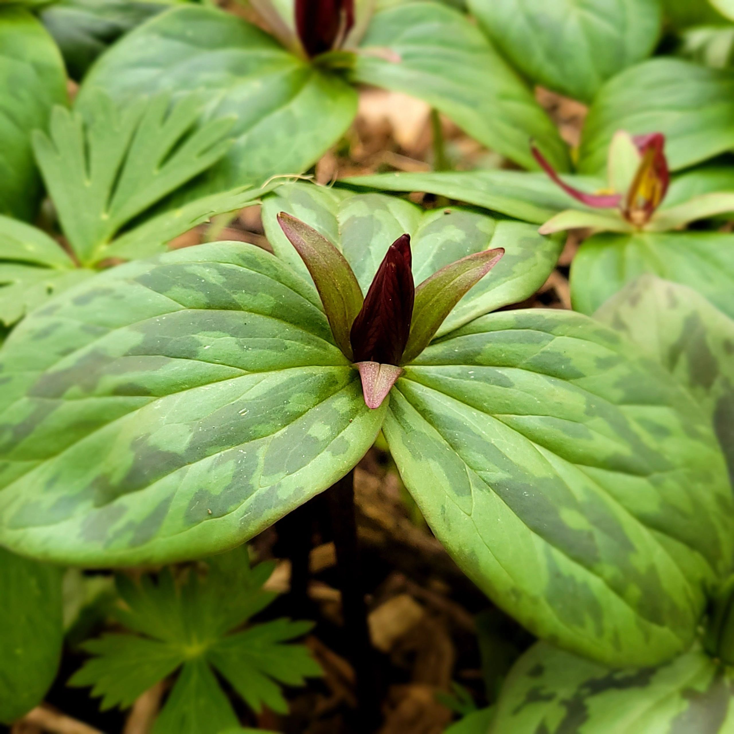 Trillium through History