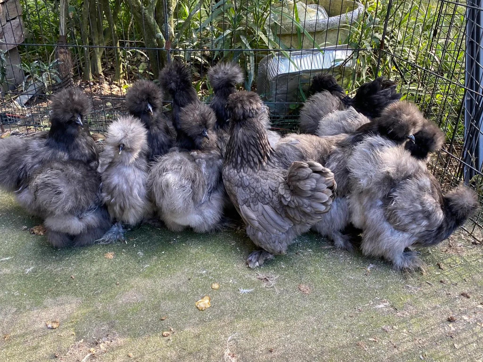 How to Care for Silkies | Florida Silkies