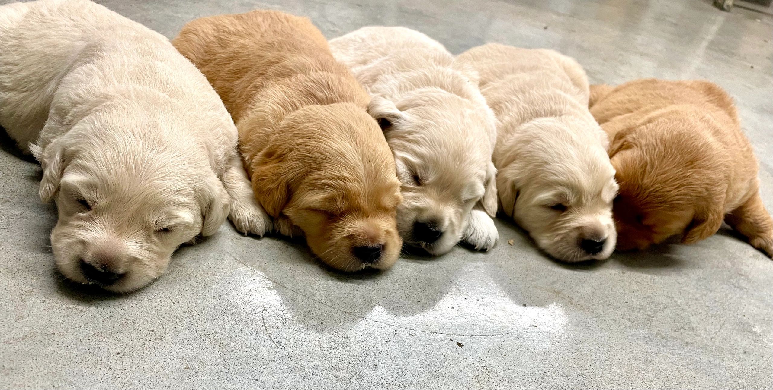 Mini Aussie and Golden Retriever Puppies for Sale