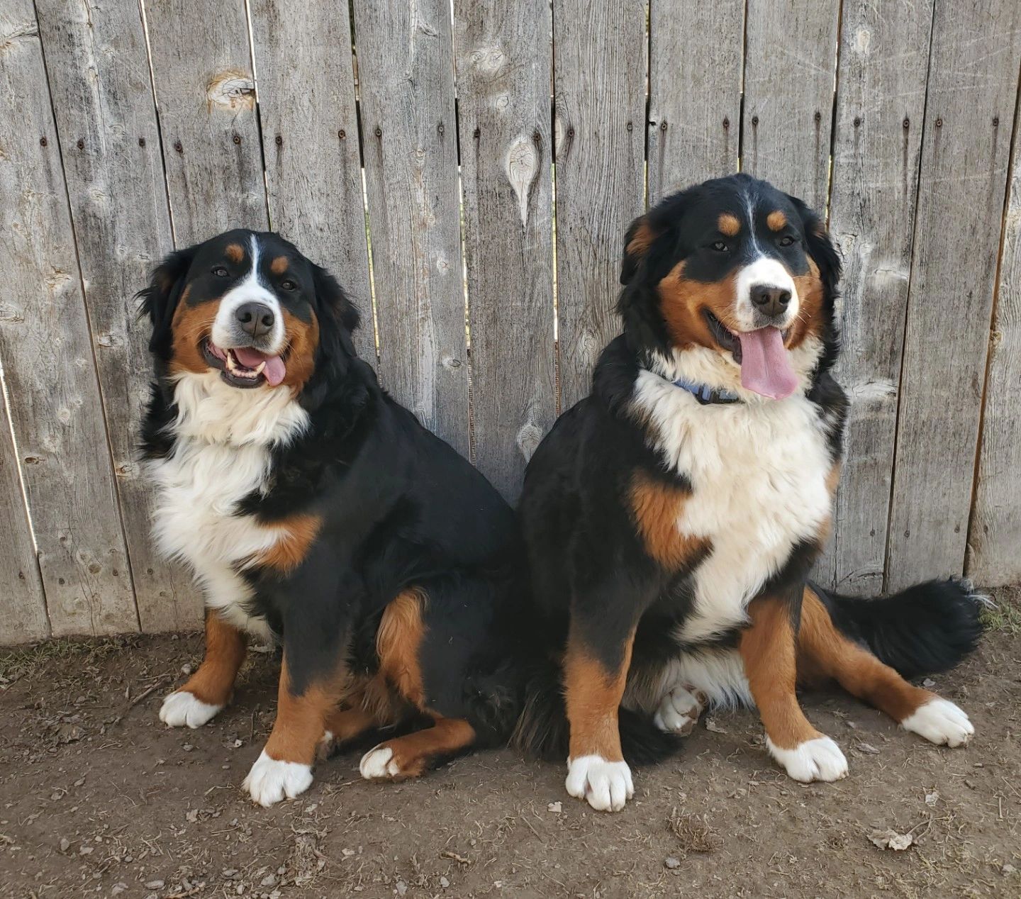 How Long Are Bernese Mountain Dogs Pregnant