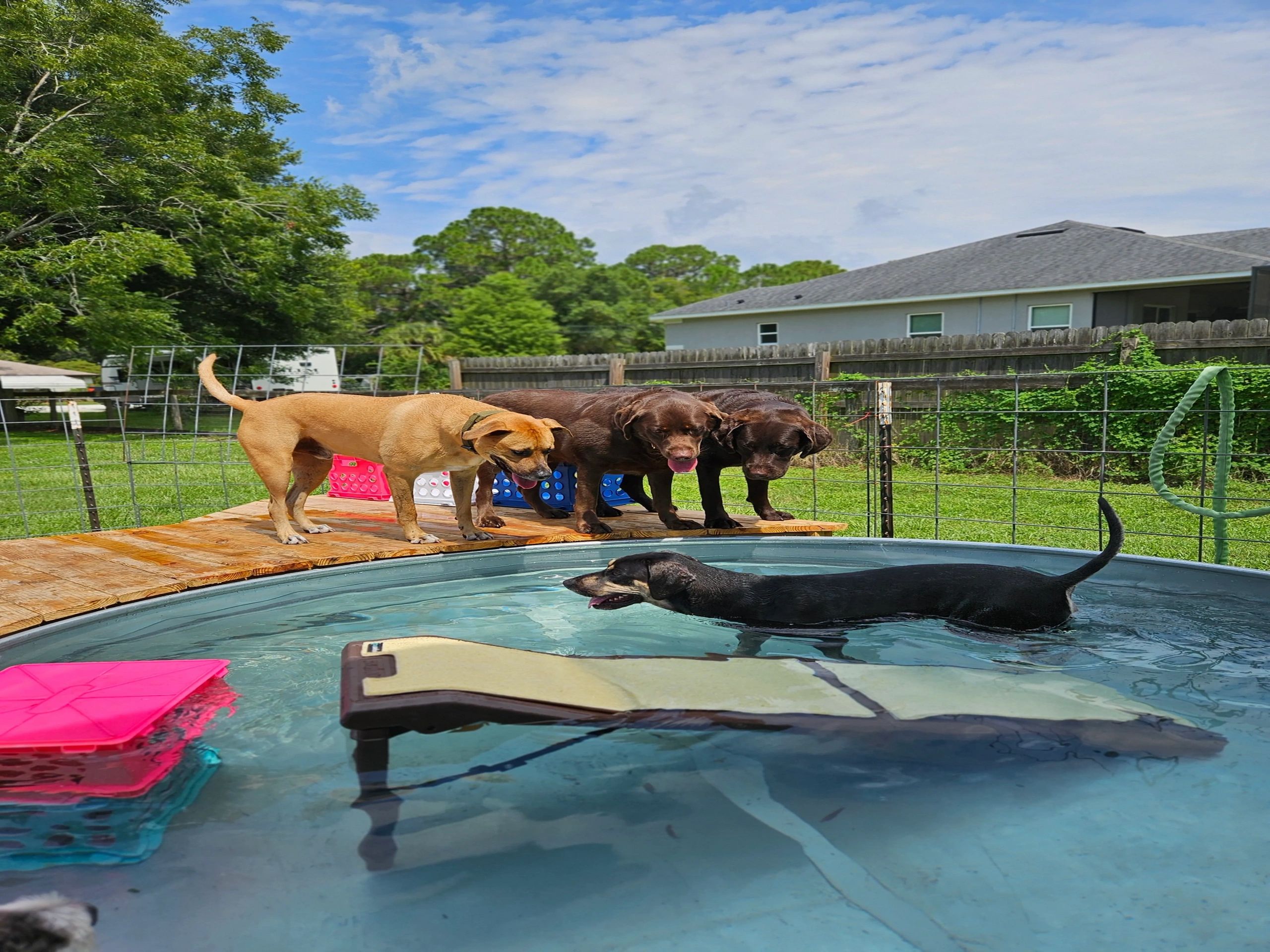 Cocoa/Canaveral Groves Dog Boarding | Oasis Pet Resort Inc