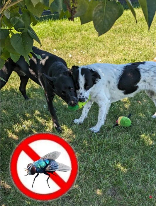 Flies & Maggots: Understanding the Impact of Dog Poop