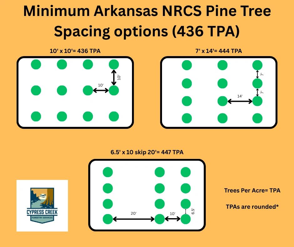 Tree Planting Spacing: What Landowners Should Know