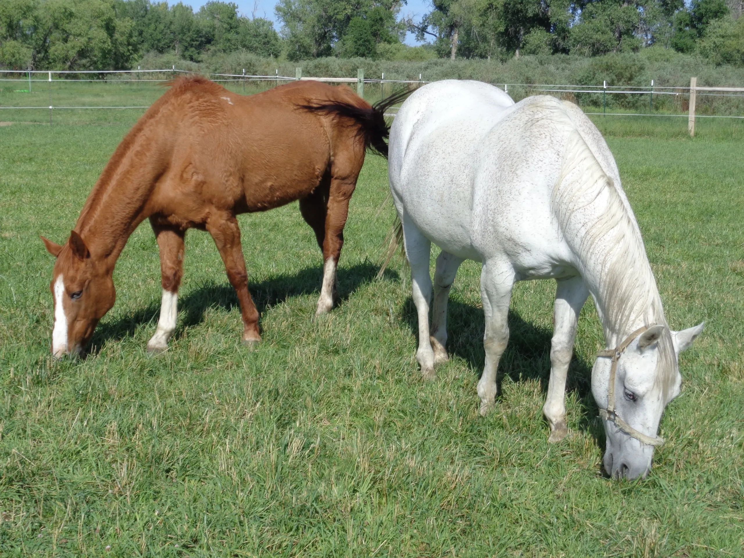 Horse Boarding Stable - Hill River Ranch