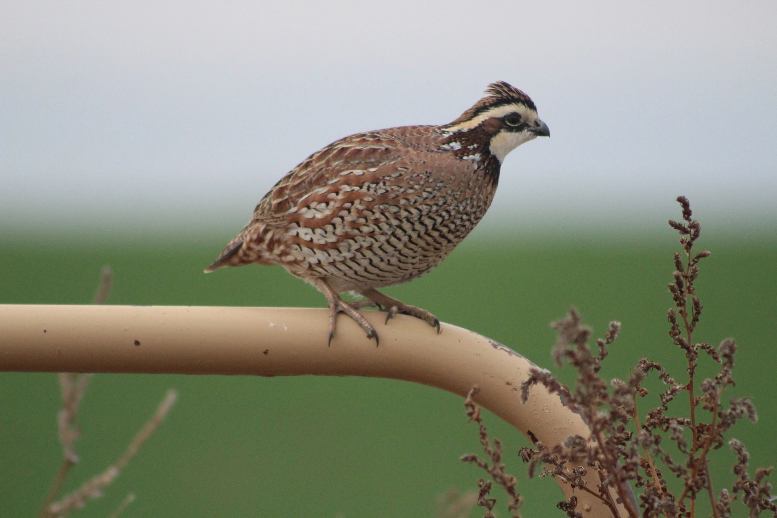 South Texas Quail Research - Leading Quail Research Facility in Texas