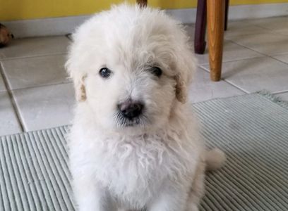 Big Bear Doodles and Poos - Dog Breeder, Puppies