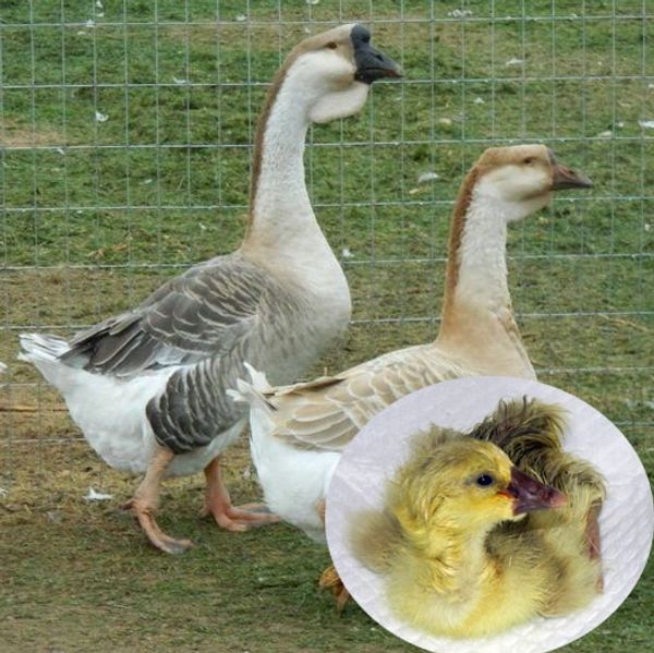 African Dewlap Geese