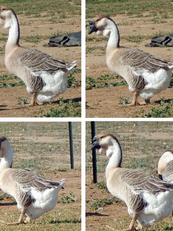 African Dewlap Geese