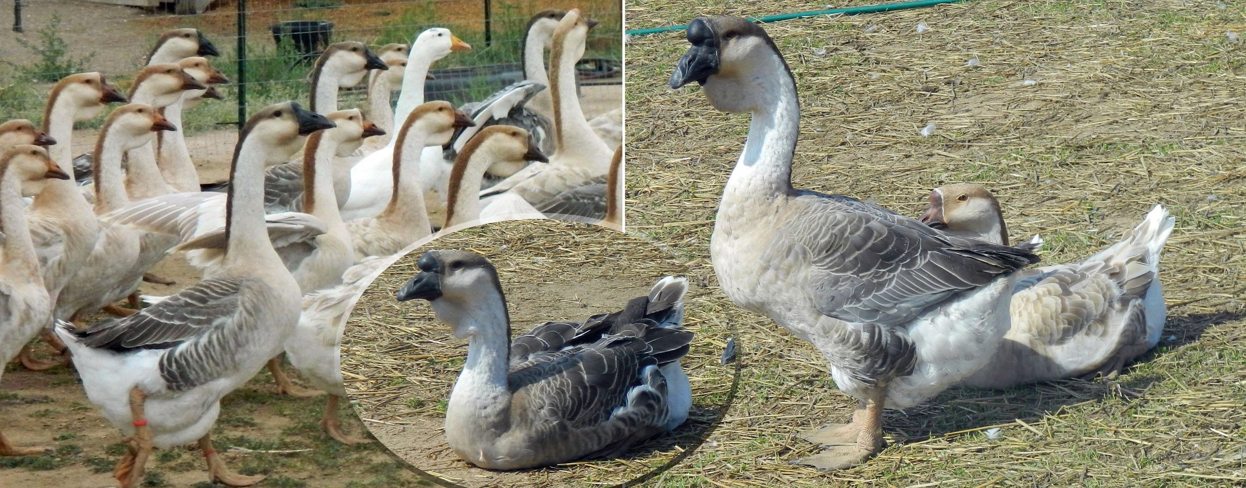 African Dewlap Geese