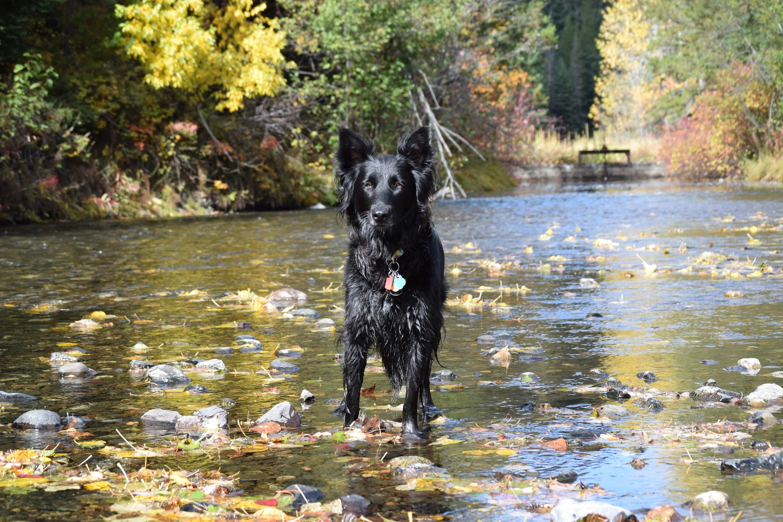 Sit'NStay - Dog Services, Boarding, Daycare, Walking