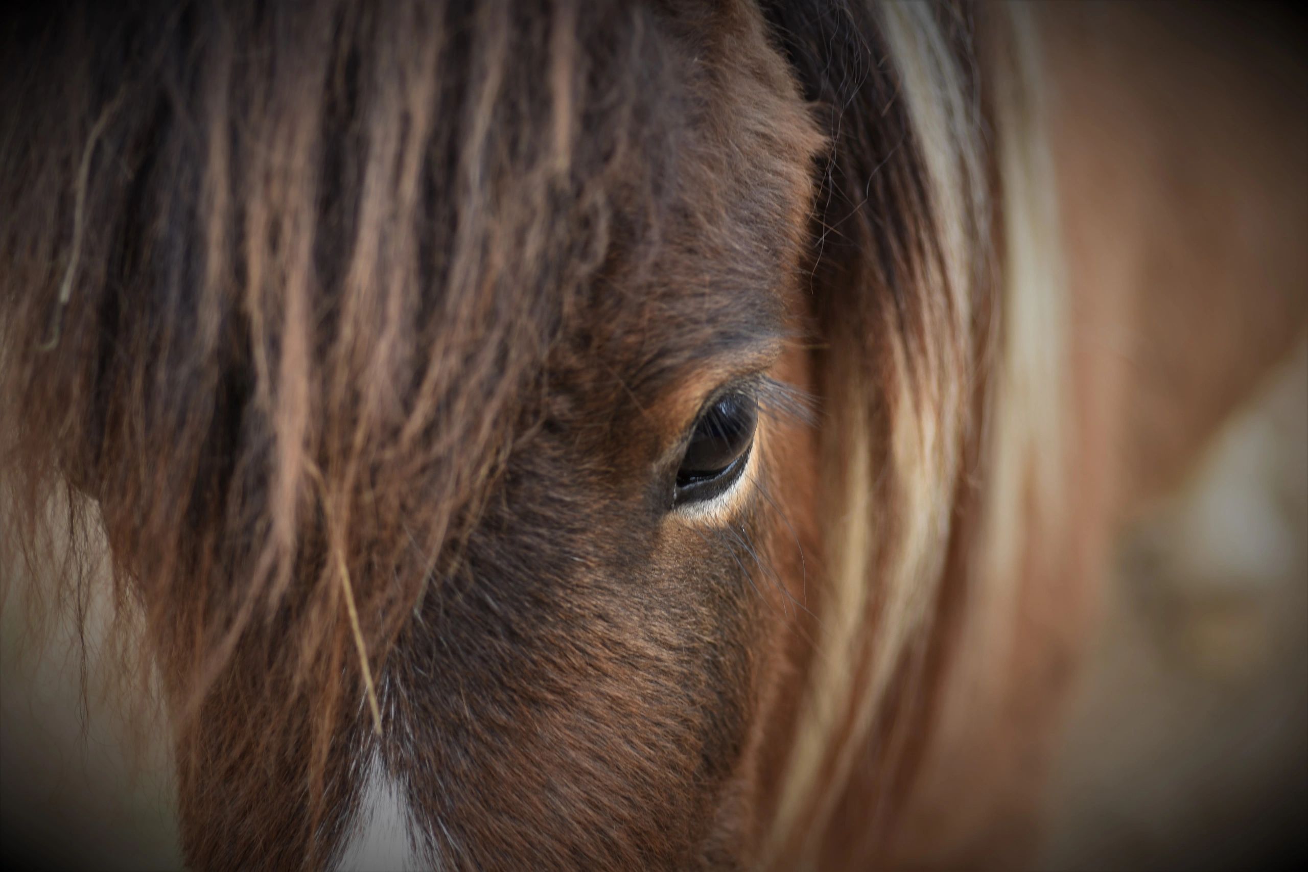 The Gospel Pony Project