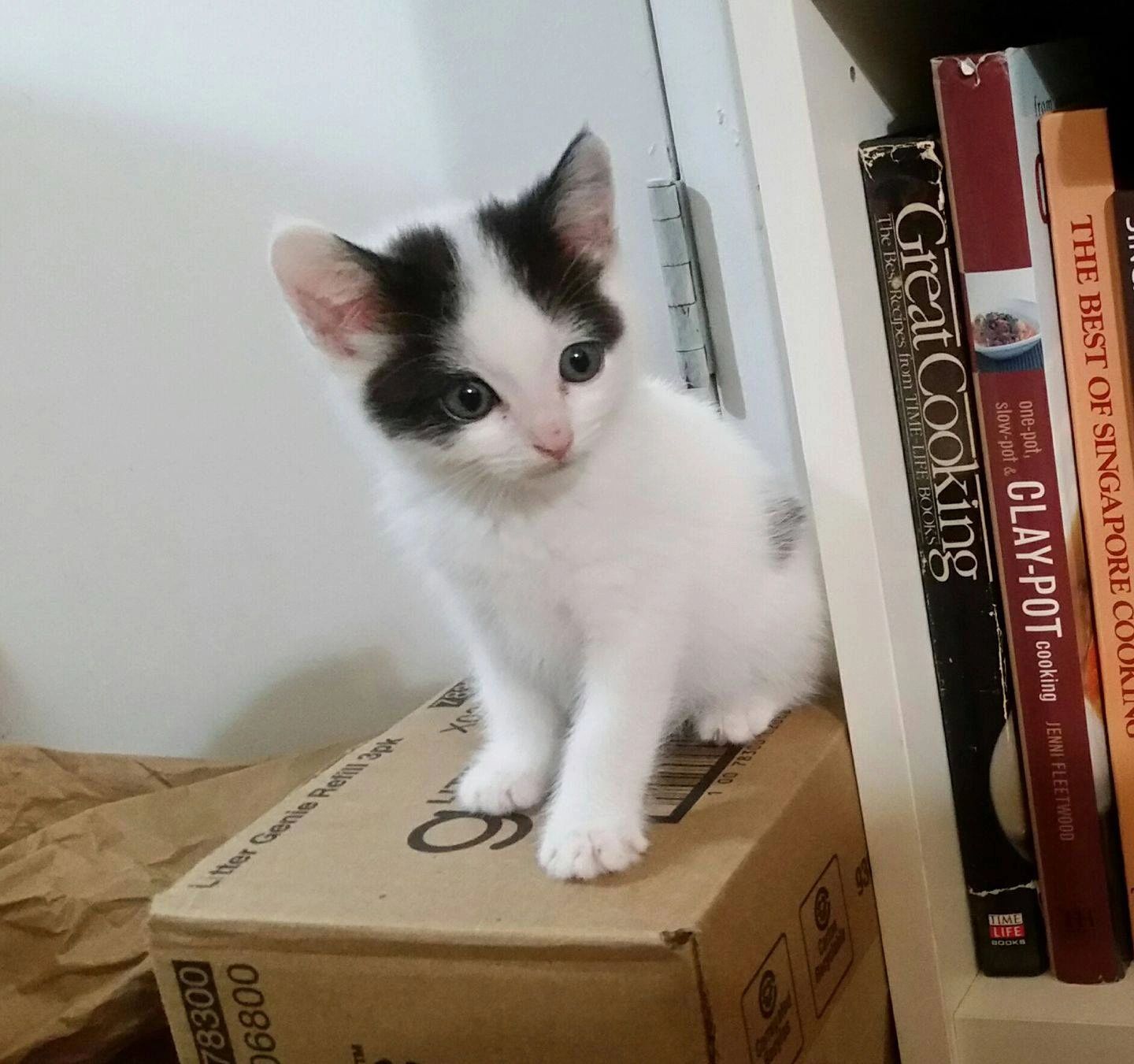 Who We Are | Friends of the Animals Foundation