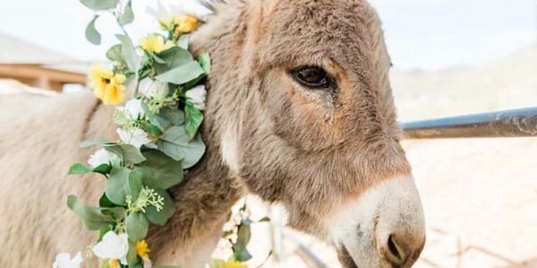 Beer Donkey - The Ultimate Beverage Burro