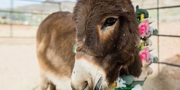 Beer Donkey - The Ultimate Beverage Burro