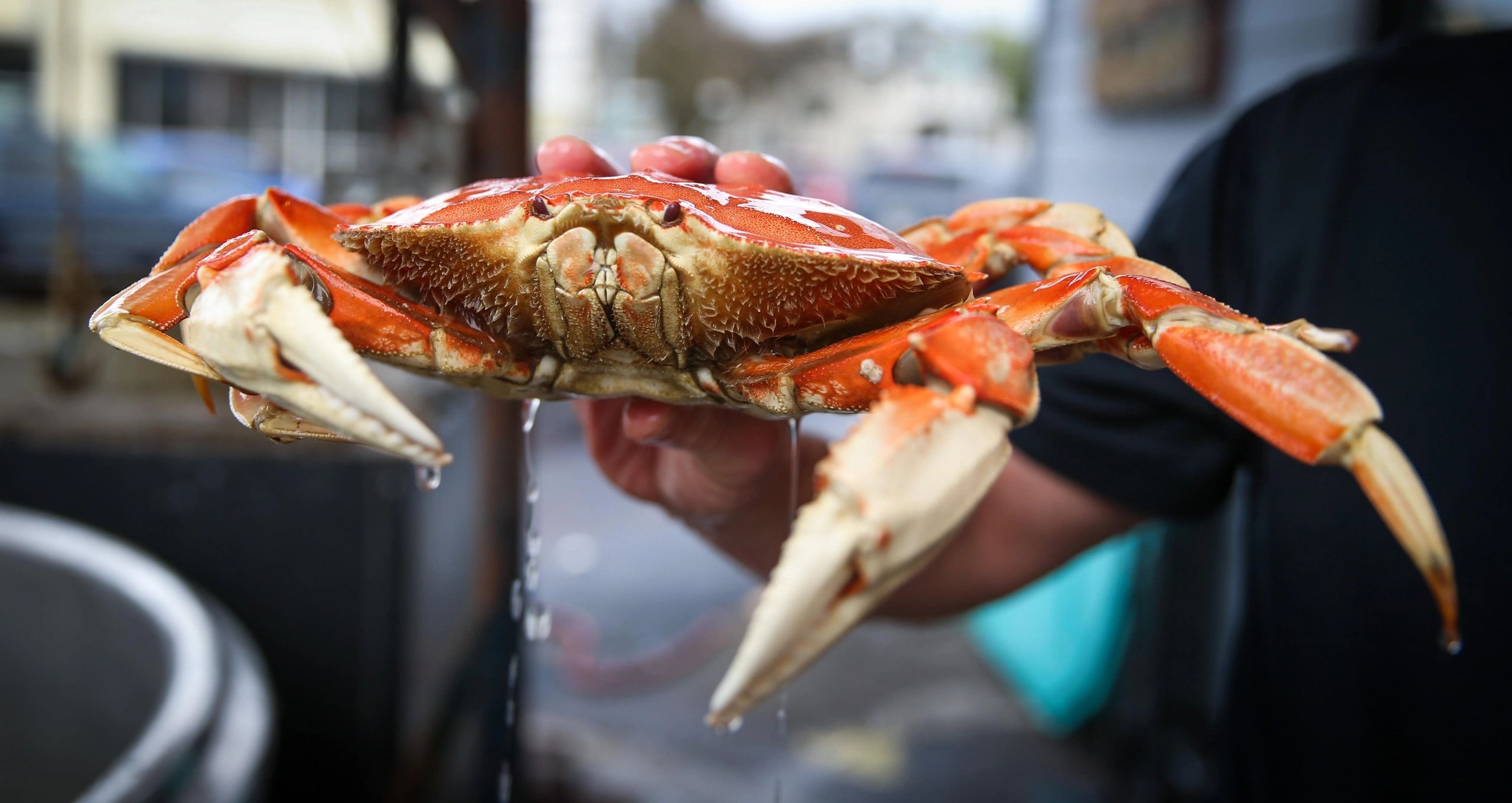 Is your crab supplier still there?