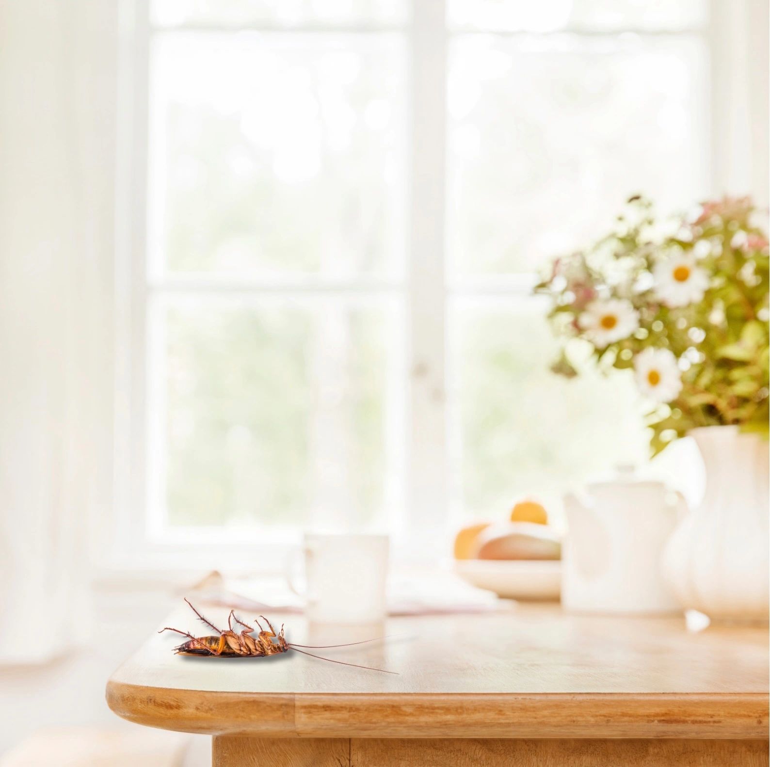 All Pro Pest Control - Home