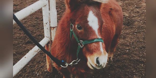 Transport & Quarantine | Stroud Oklahoma Horses