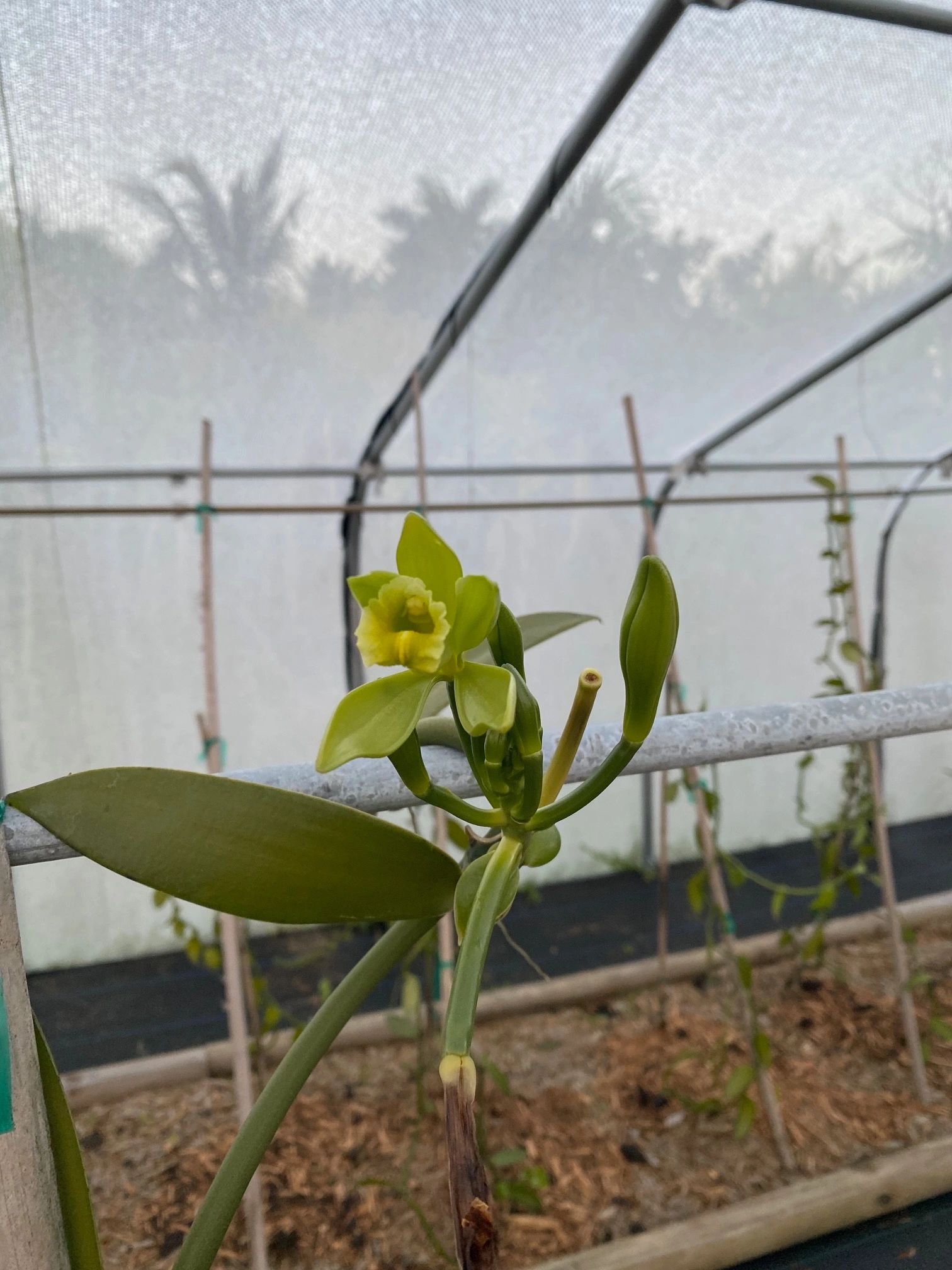 Recipes | Vanilla Bee Farms