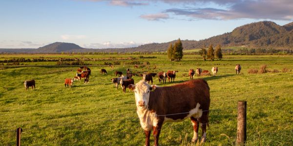 Fresh Local Meats - That Meat Guy