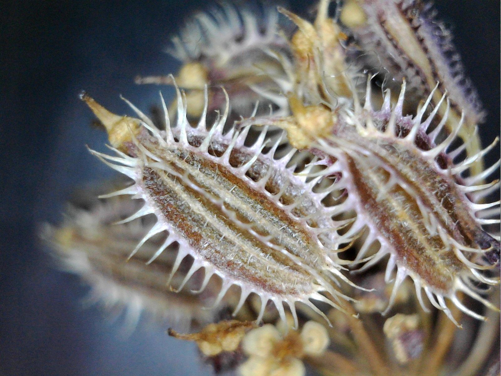 Exploring Carrot Seeds with the Opti-TekScope OT-HD Microscope