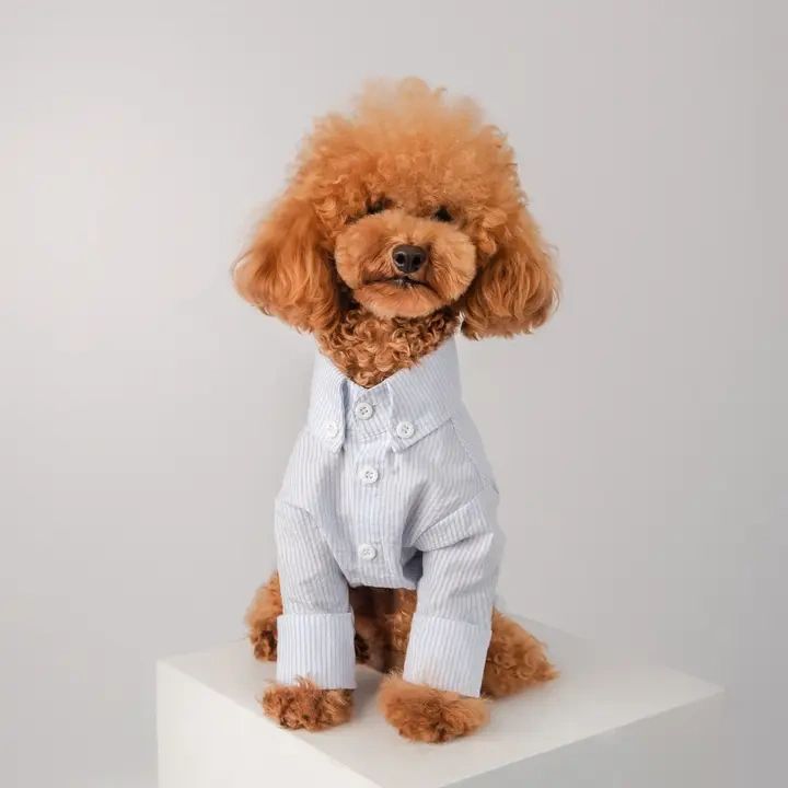 Pawsome Dogs - Pet Accessories, Dog Items