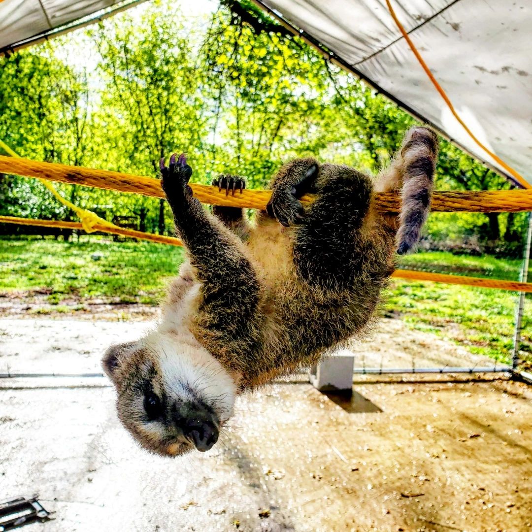 FUN WITH THE ANIMALS