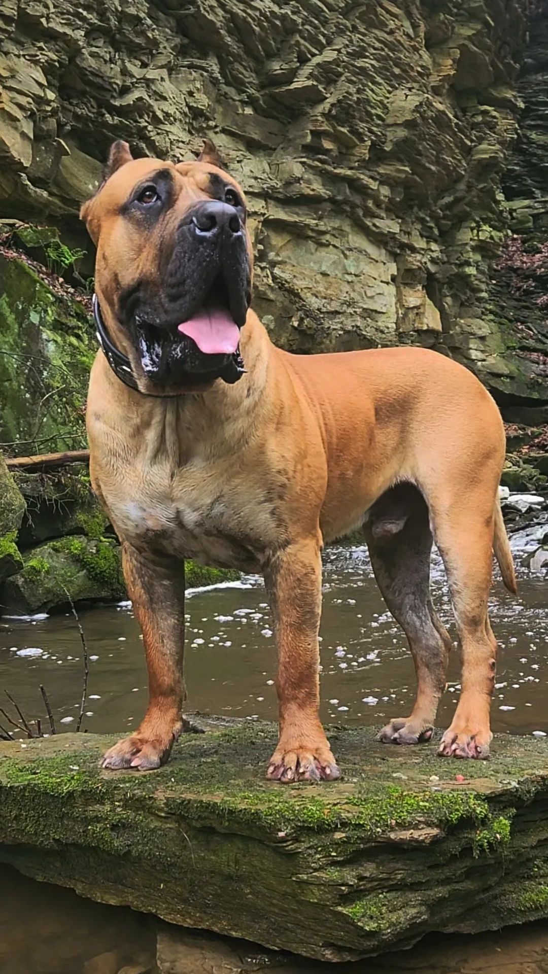 Upcoming Litters/Studs