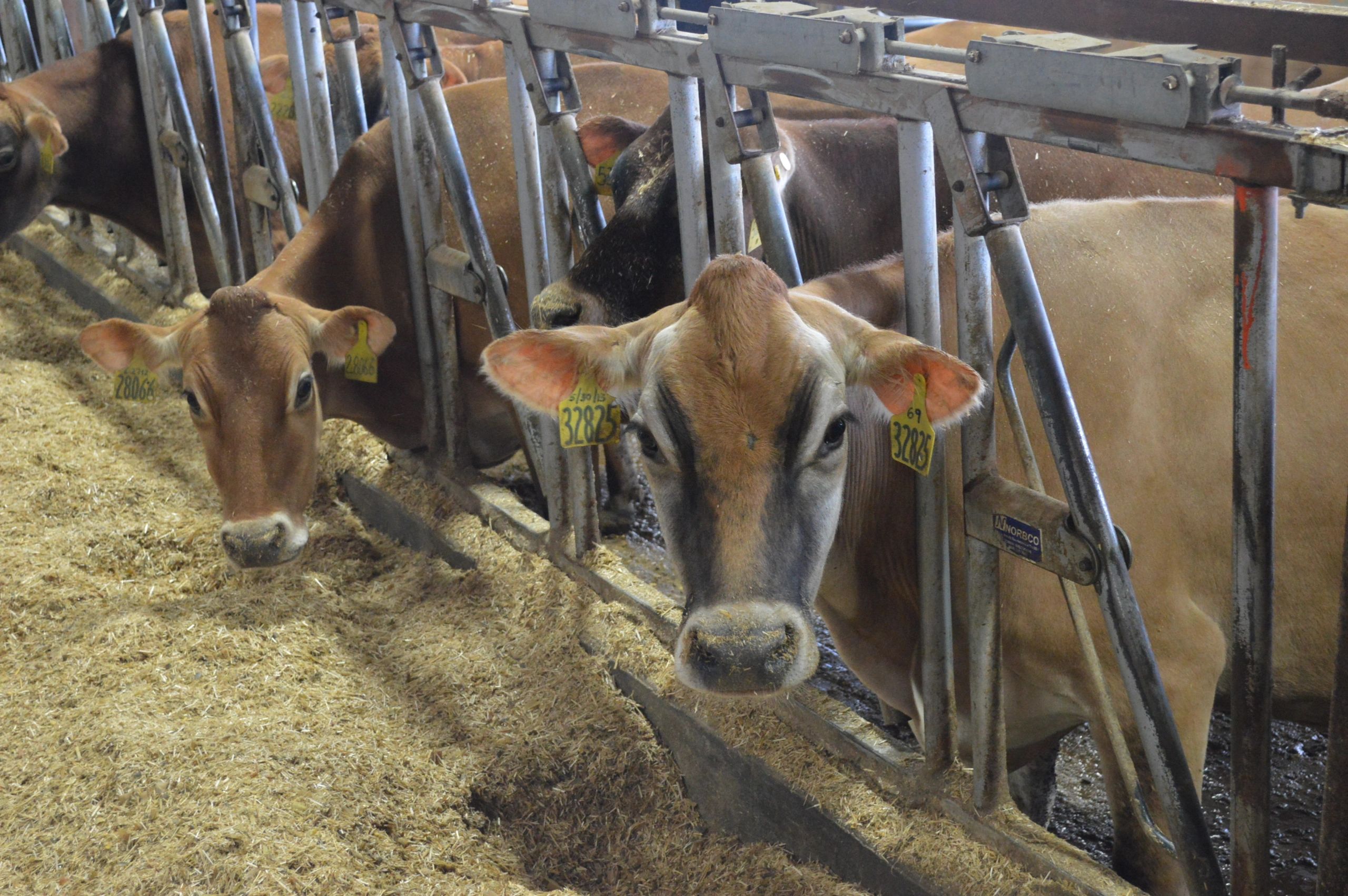 I-29 Moo University - Moo University, Education, Agricultural Service