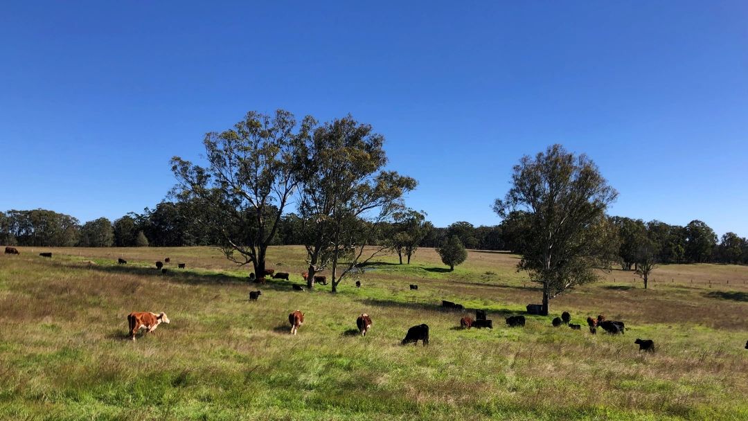 Liston Cattle Co