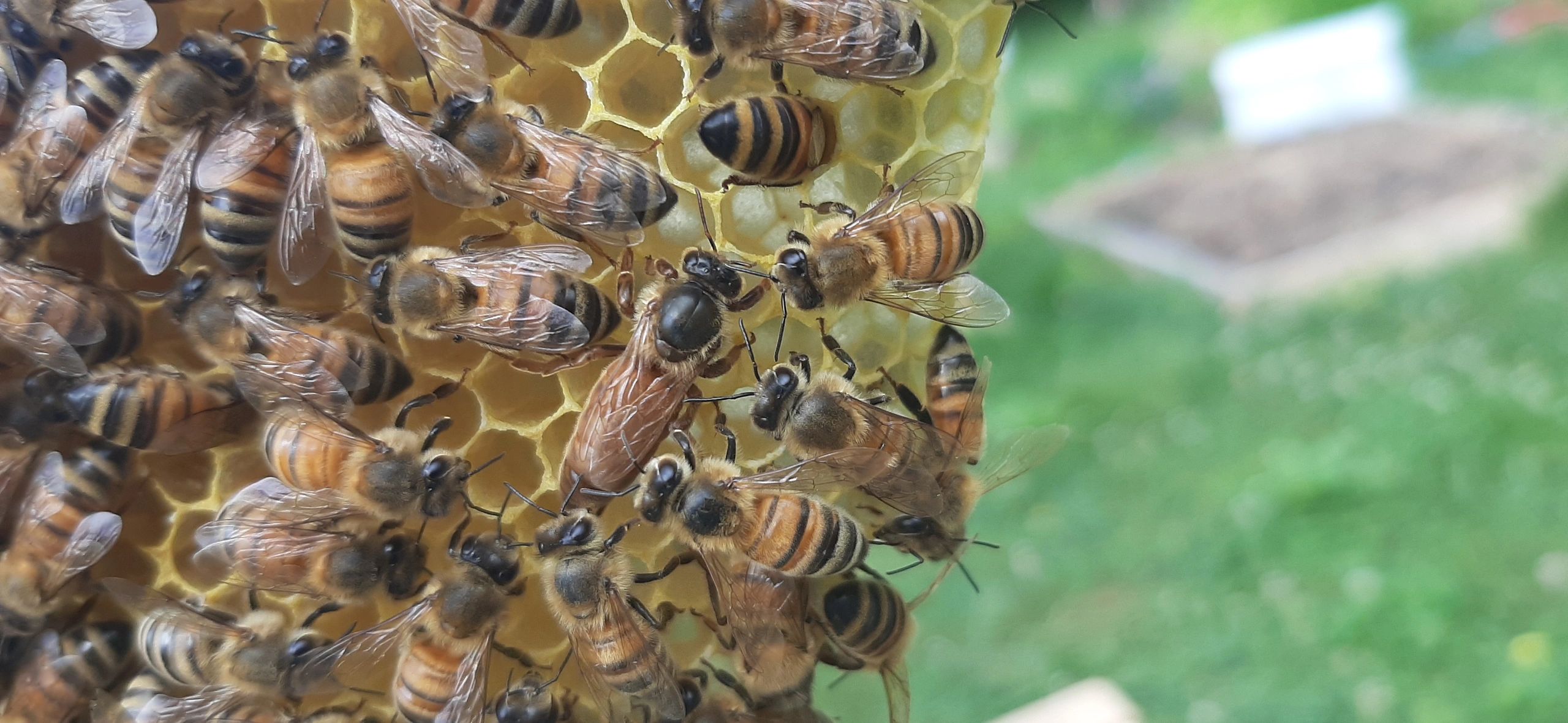 The Brown Bee - Honey Bee Queens, Beekeeping Classes