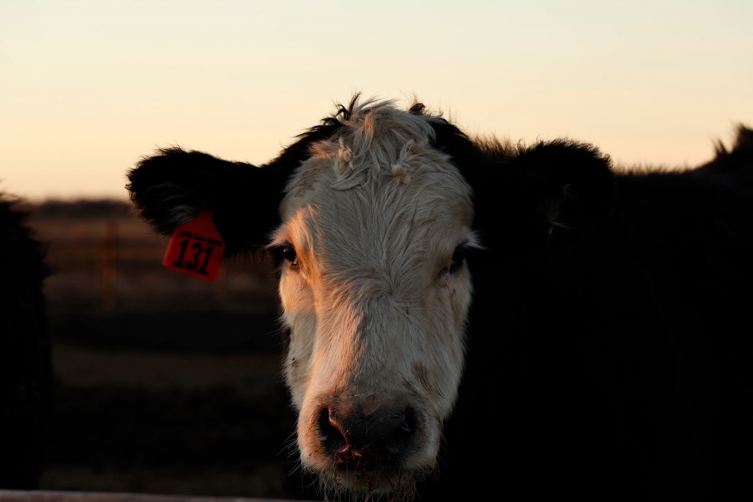 Allen East | Tiffany Cattle