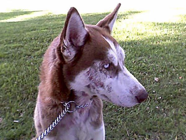 PitifulPaws Refuge - Home