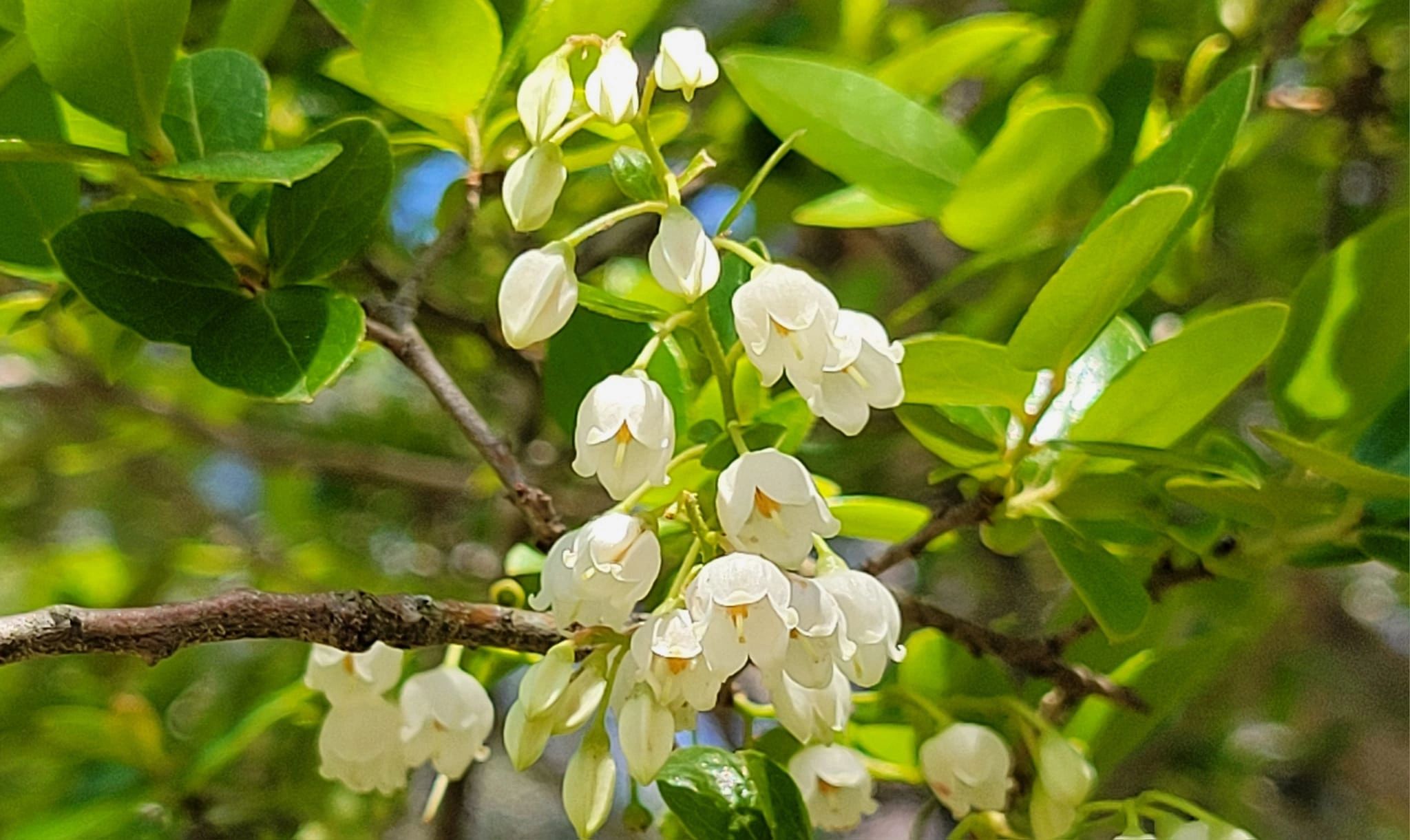 Chill Hill Farms - Online Store