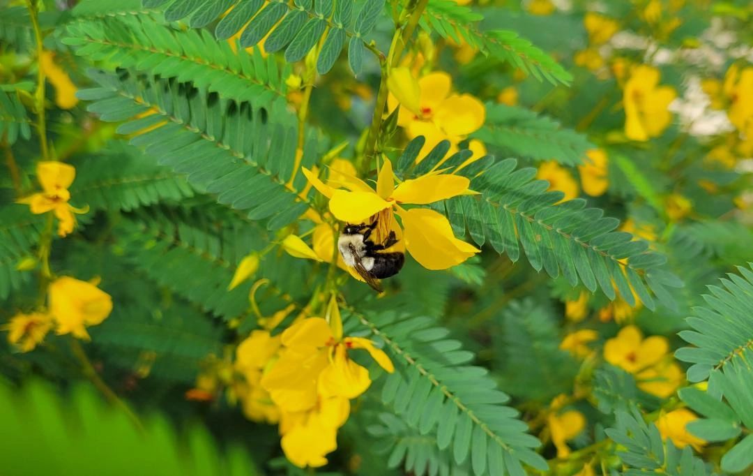 Chill Hill Farms - Online Store