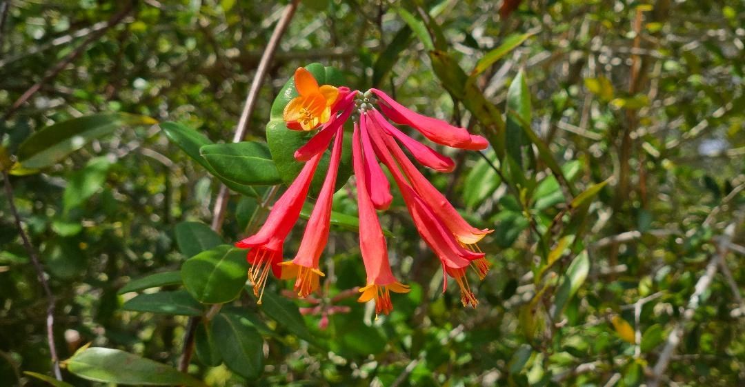 Florida Native Seeds