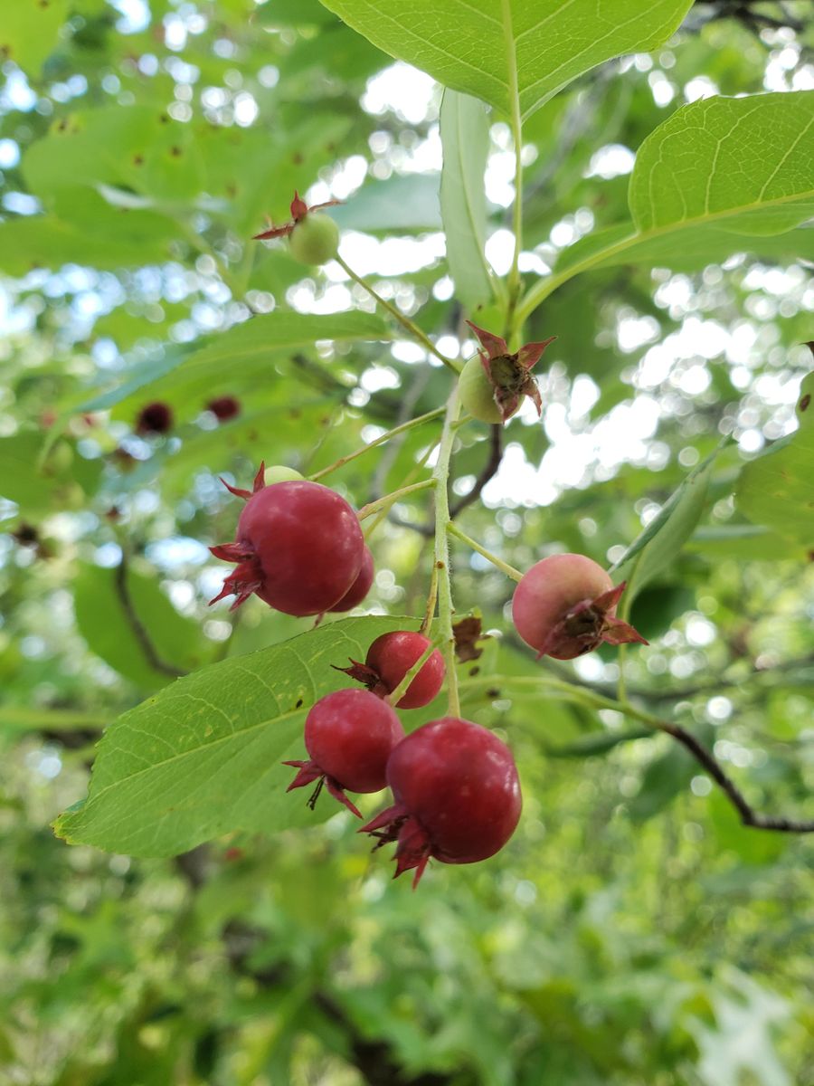 Berry, Serviceberry | 15 Seeds | Amelanchier Arborea | Juneberry ...