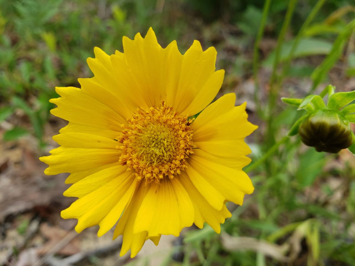 Lance Leaf Coreopsis | 25-100+ Seeds | Coreopsis Lanceolata | Florida ...
