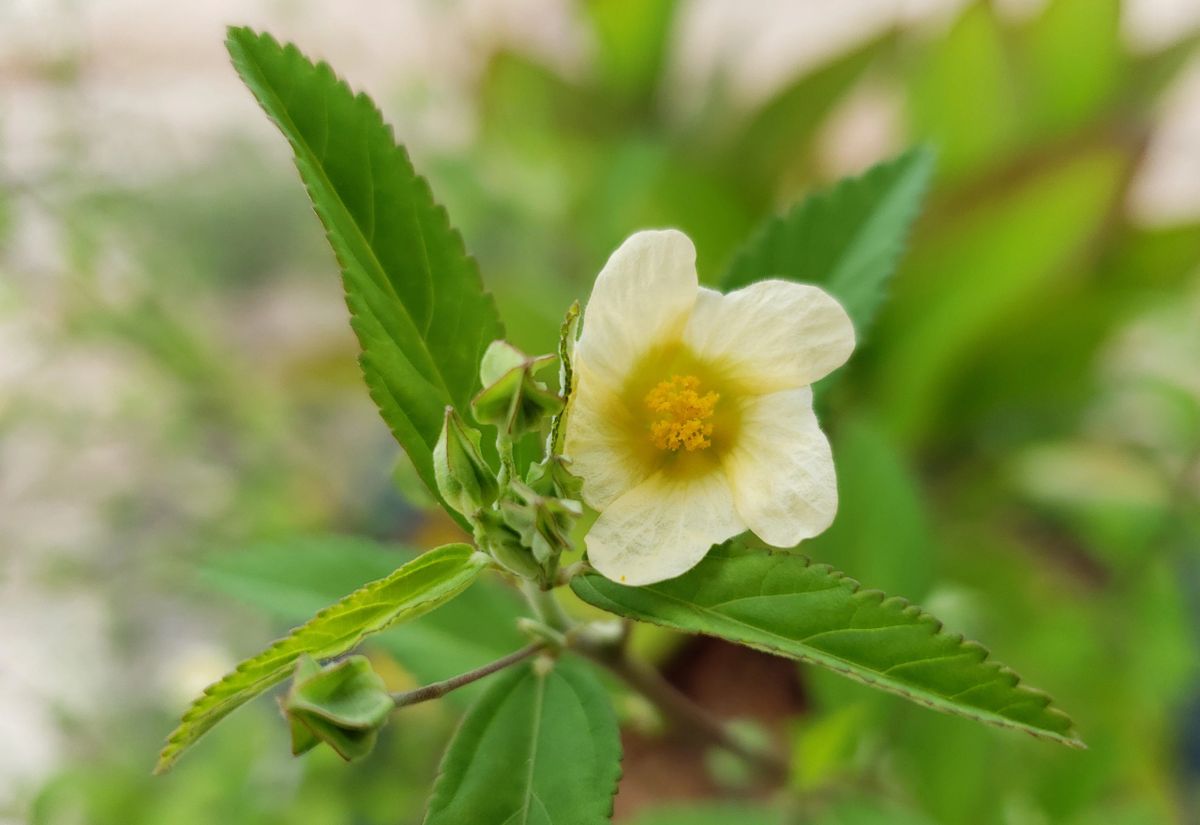 Fanpetal | 25 Seeds | Sida Ulmifolia | Wireweed | Florida Native Flower ...