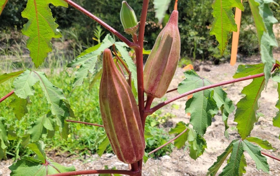 Okra, Alabama Red | 5 Seeds | Abelmoschus Esculentus | Heirloom ...