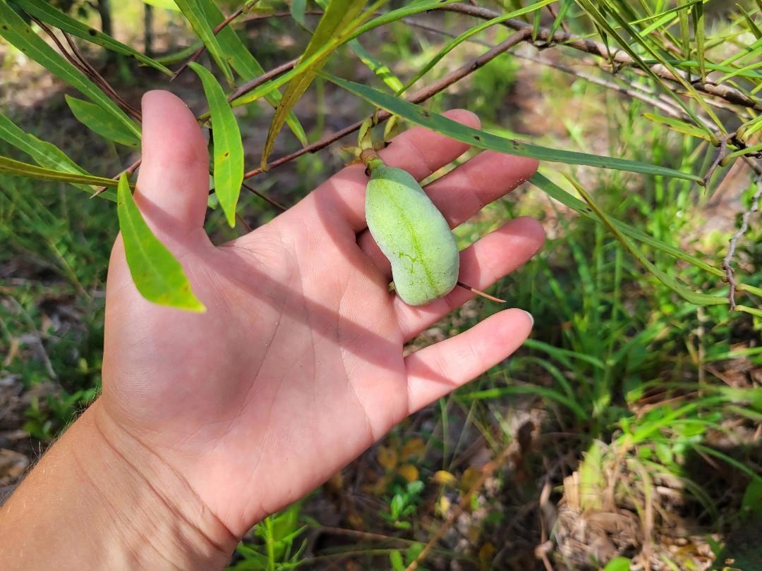 Narrowleaf Pawpaw | 1 Seed | Asimina Longifolia | Florida Native | Rare ...