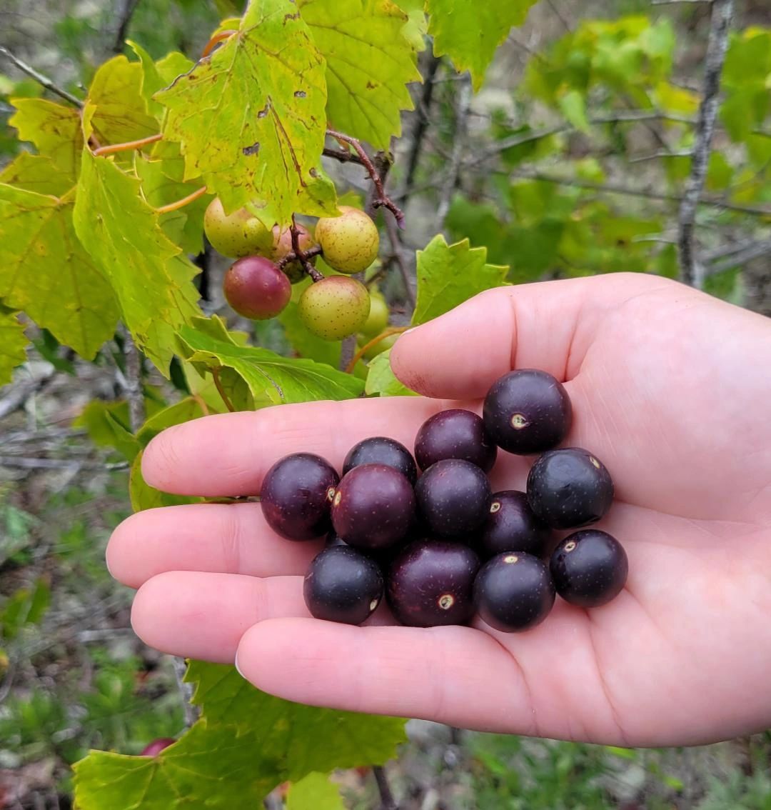 Grape, Wild Muscadine | 5 Seeds | Vitis Rotundifolia | Large Sweet ...
