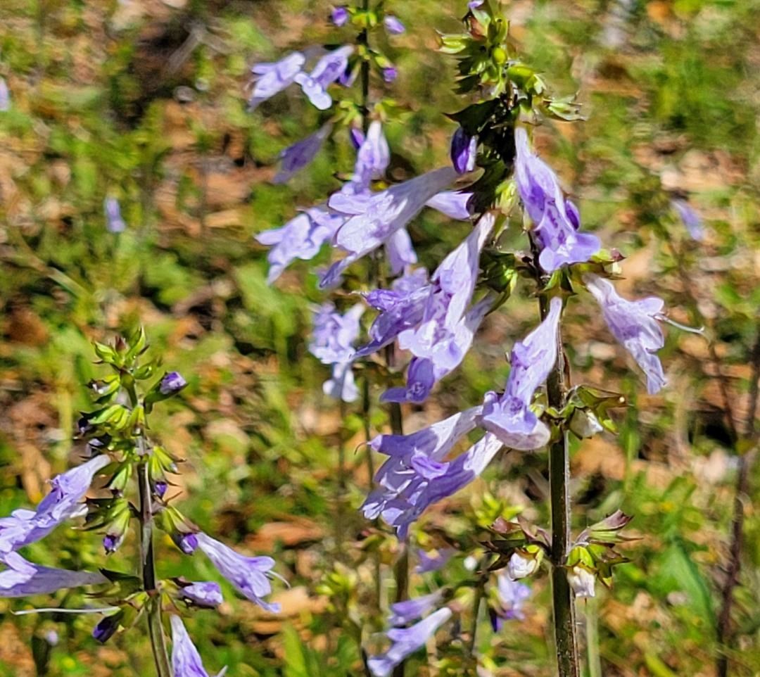 Lyreleaf Sage | 25 Seeds | Salvia Lyrata | Florida Native Flower ...