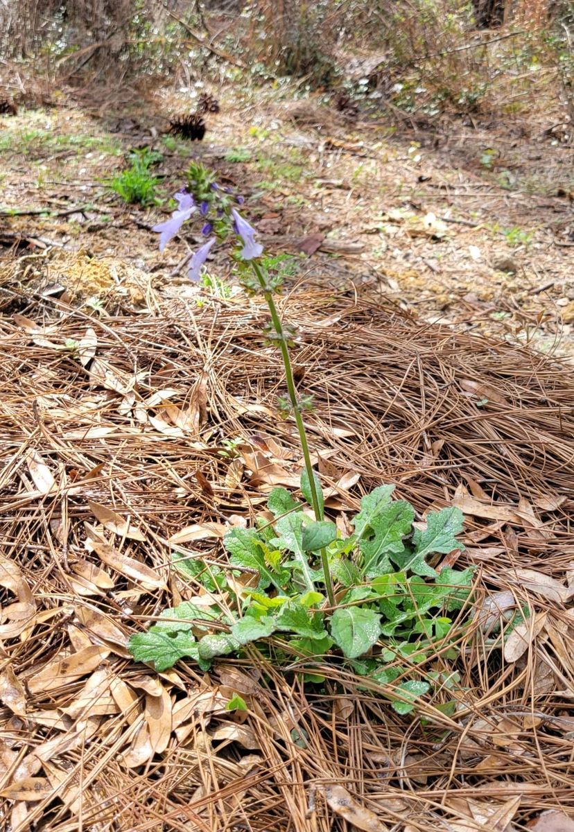 Lyreleaf Sage | 15-500+ Seeds | Salvia Lyrata | Florida Native Flower ...
