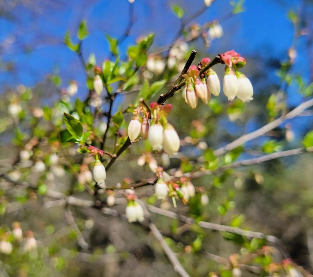 Berry, Elliott's Blueberry | 25 Seeds | Vaccinium elliottii | Highbush ...