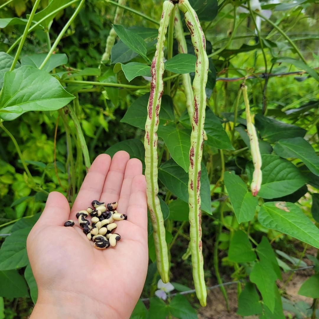 Bean, Thai Soldier | 5 Seeds | Hardy Vine | Organic | Florida Grown ...