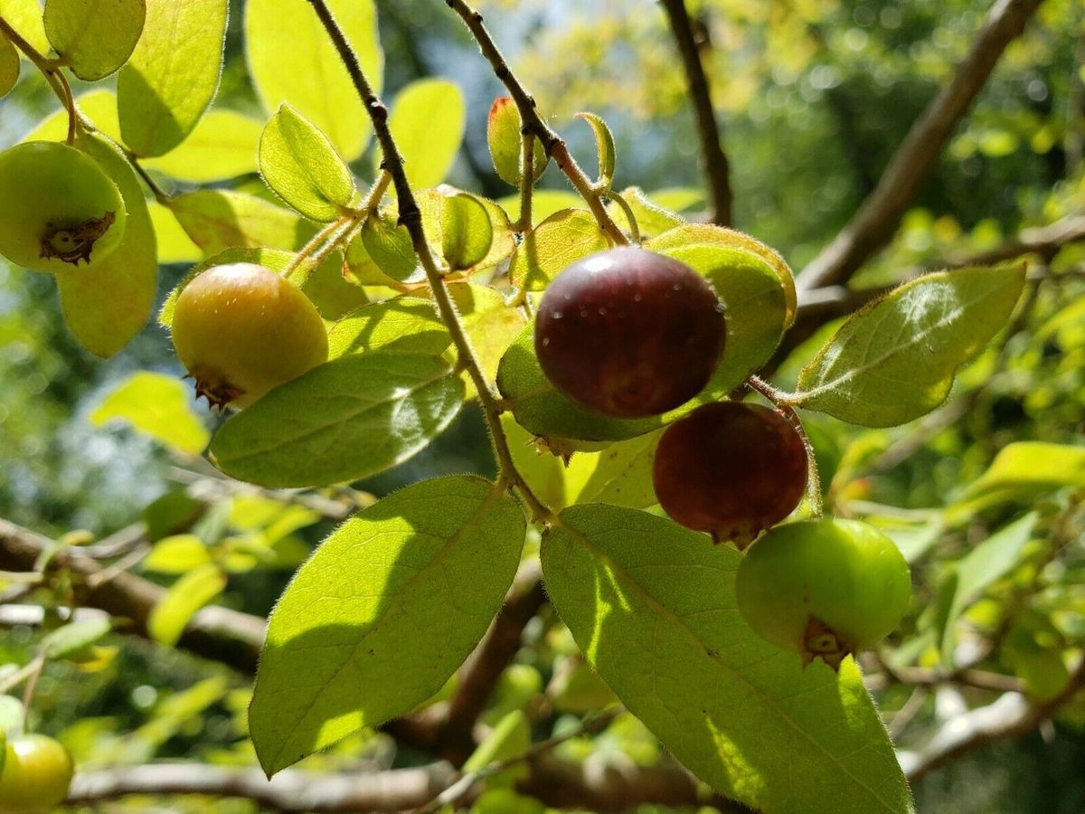 Berry, Deerberry | 25 Seeds | Vaccinium Stamineum | Florida Native ...