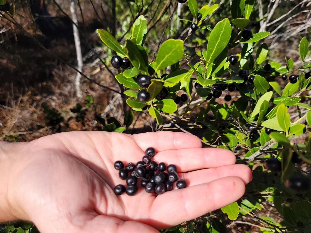 Inkberry | 25 Seeds | Ilex Glabra | Florida Native | Evergreen Shrub ...